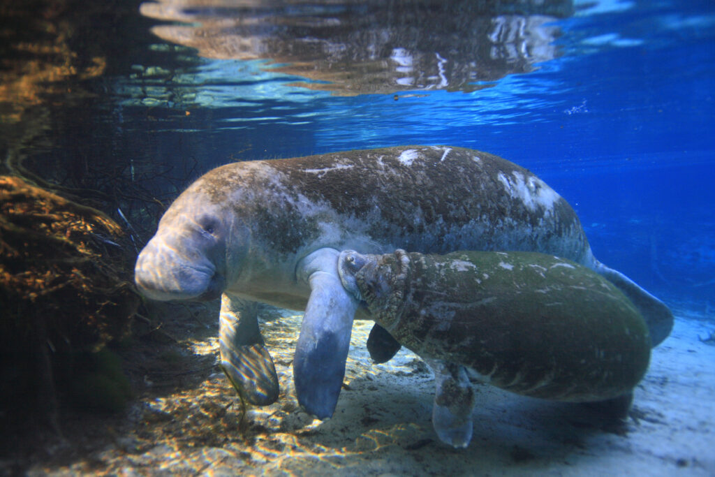 Endangered Species Act Regulations – Environmental and Energy Law Program