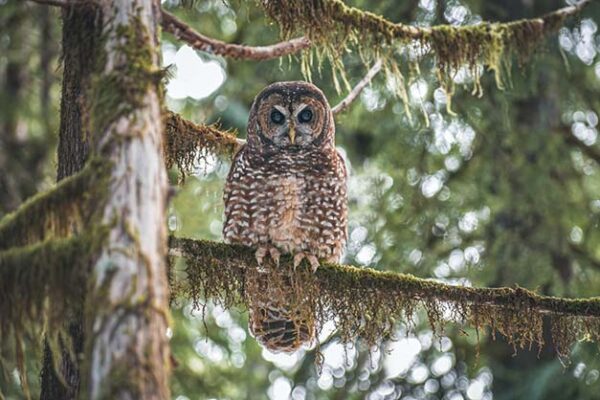 Trump Administration Targets Endangered Species Act Habitat Protections ...